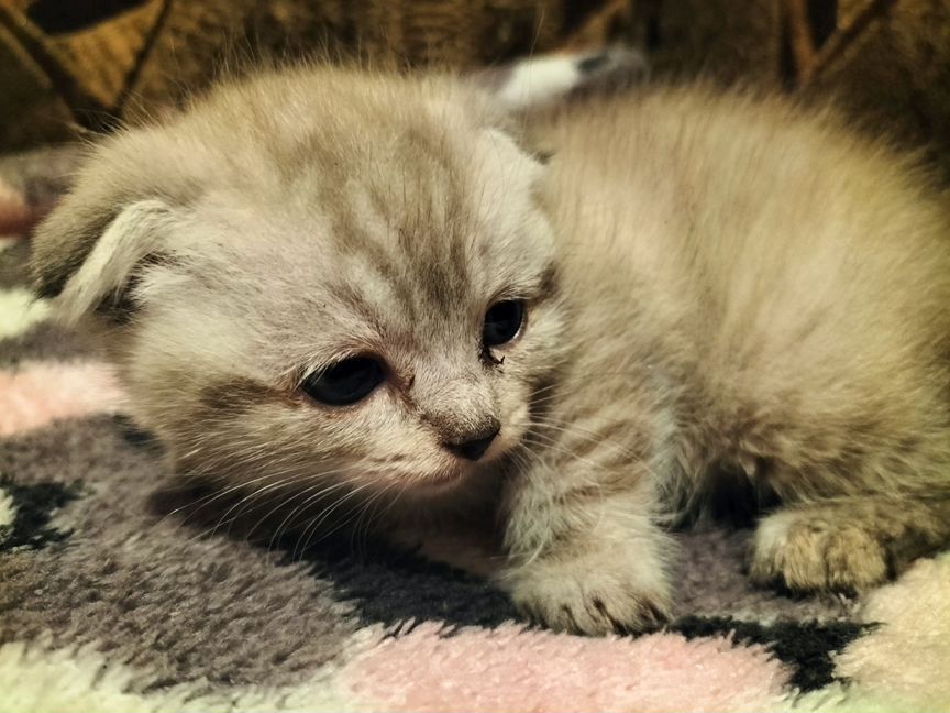 Котёночек в хорошие руки