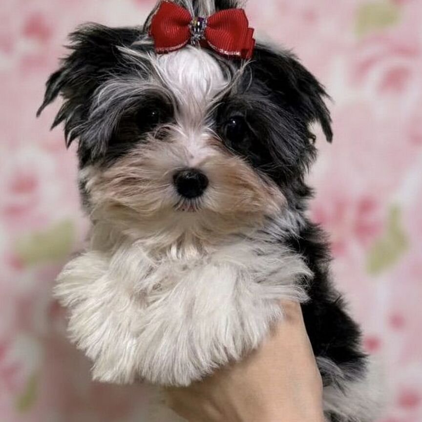 Мальтипу, щенок