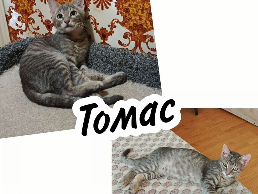Ласковый Томас ищет семью