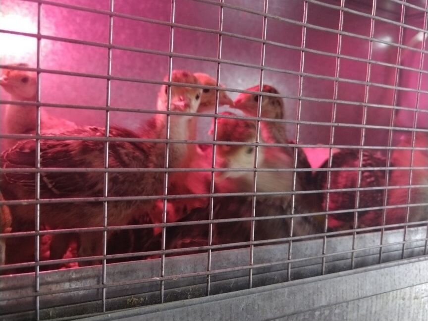 Индюшата подрощенные