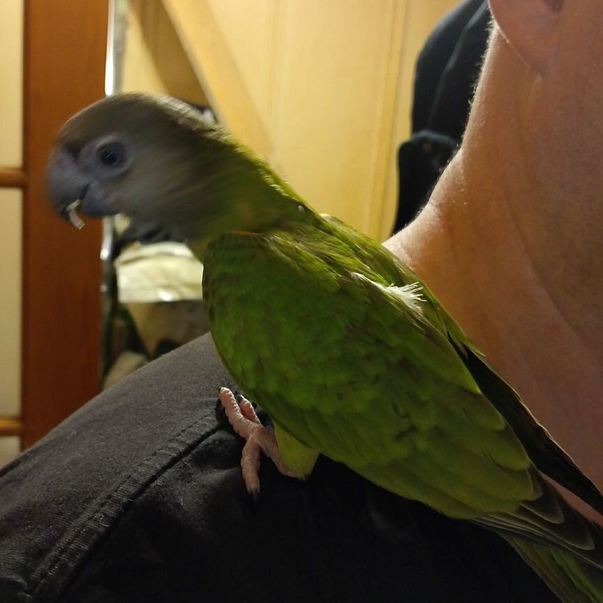 Ручной сенегальский попугай птенец