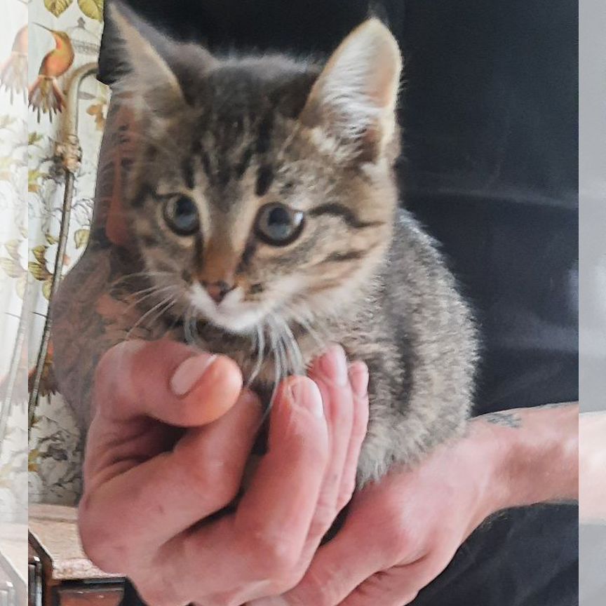 Котёнок в добрые руки