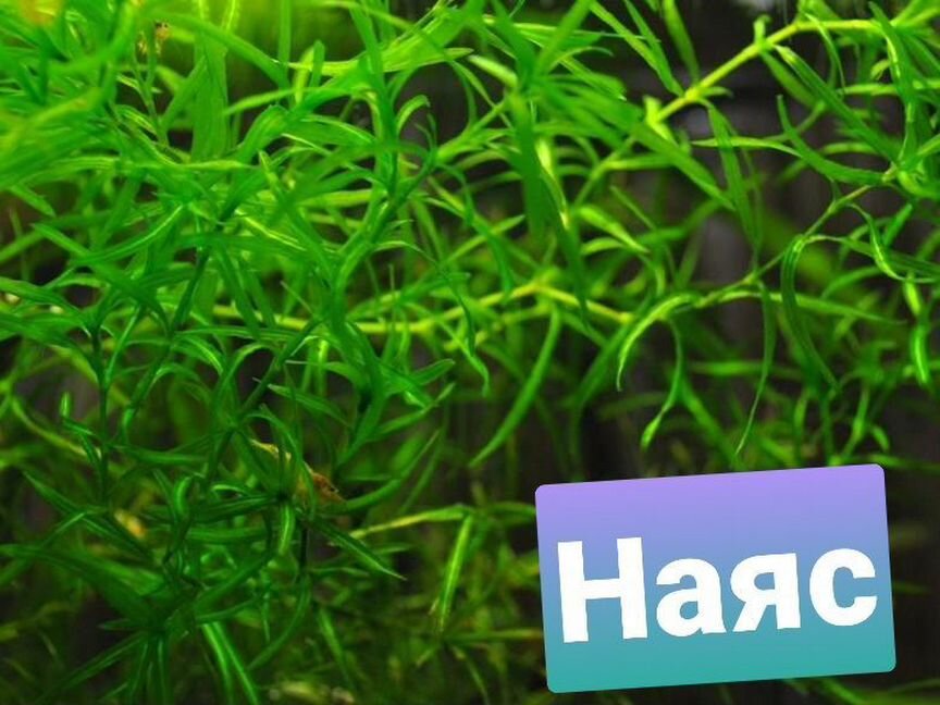 Наяс и Пистия