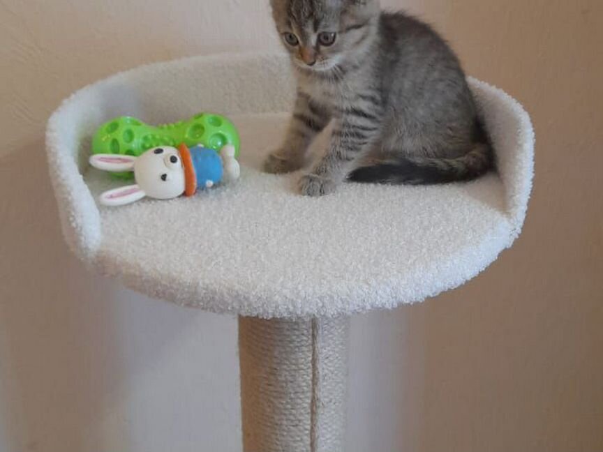 Кошечка в добрые руки