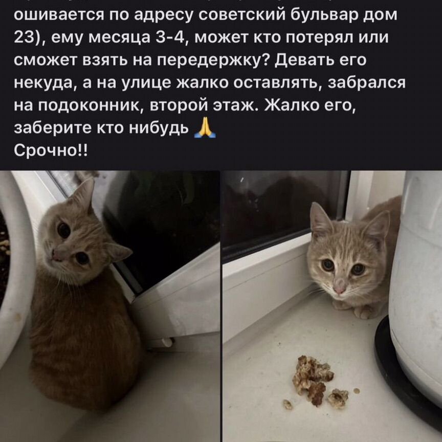 Котята в добрые руки даром