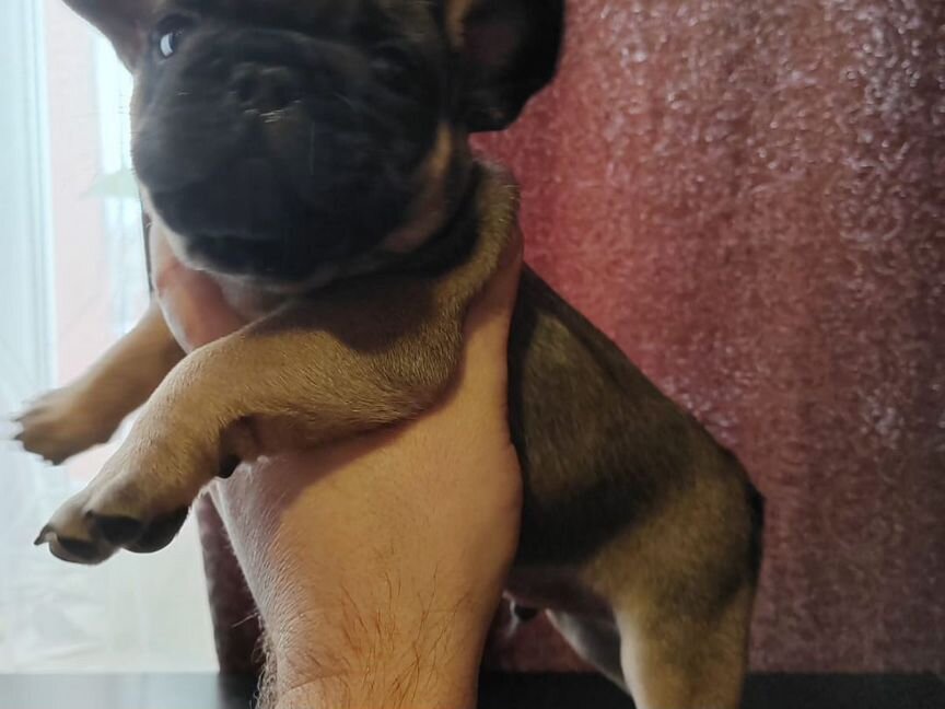 Мальчуганы Френчики