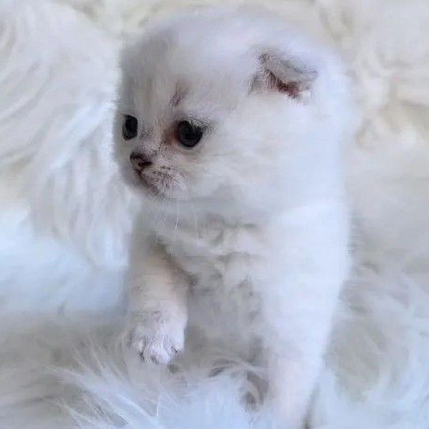 Шотландский котёнок серебристая шиншилла