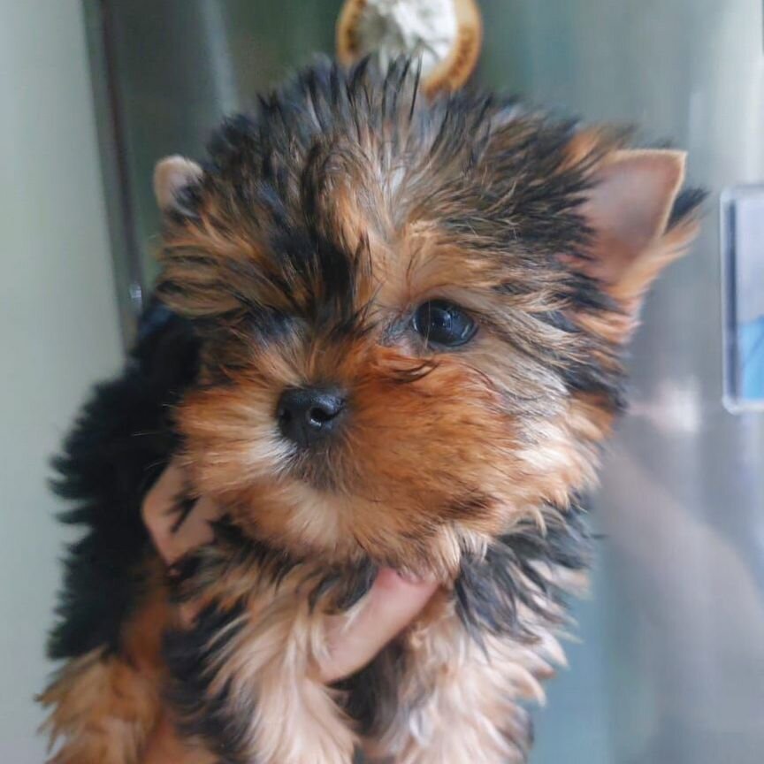 Девочки мини и мелкий стандарт