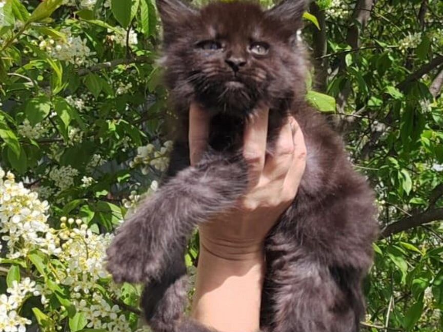 Котята мейн-кун полидакт и классика