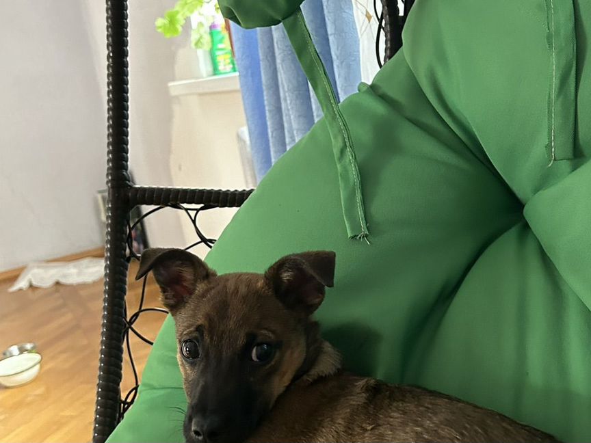 Собака в добрые руки