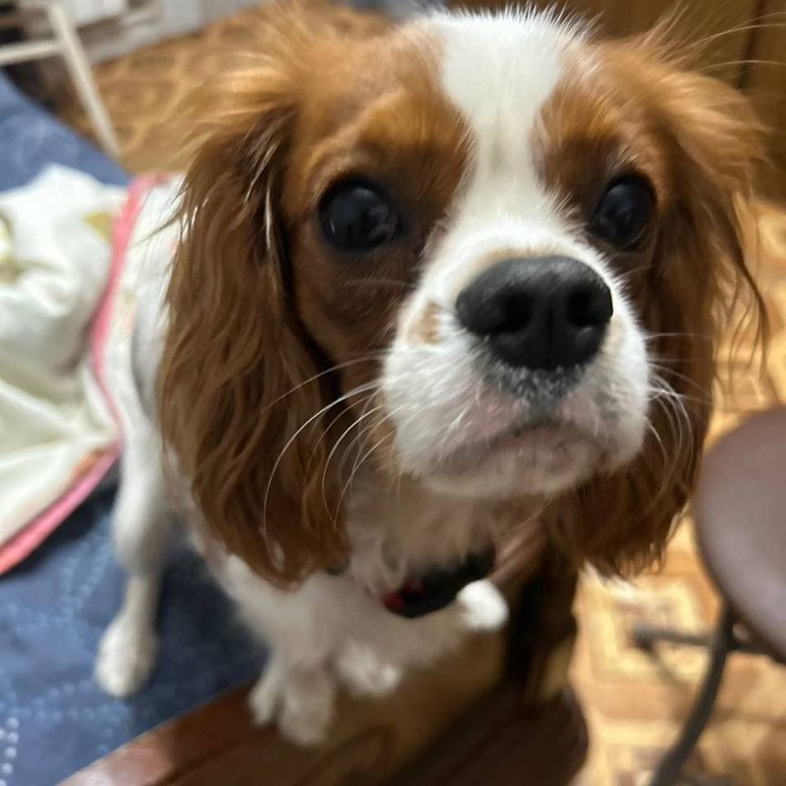 Кавалер кинг чарльз спаниель