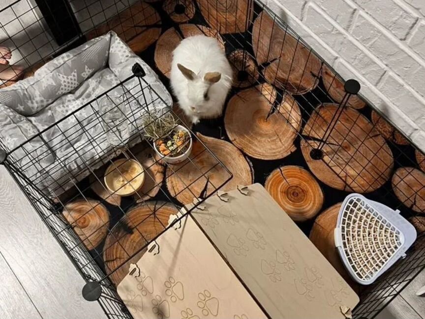 Декоративные кролики