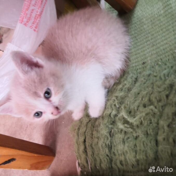 Отдам в добрые руки месячных котят