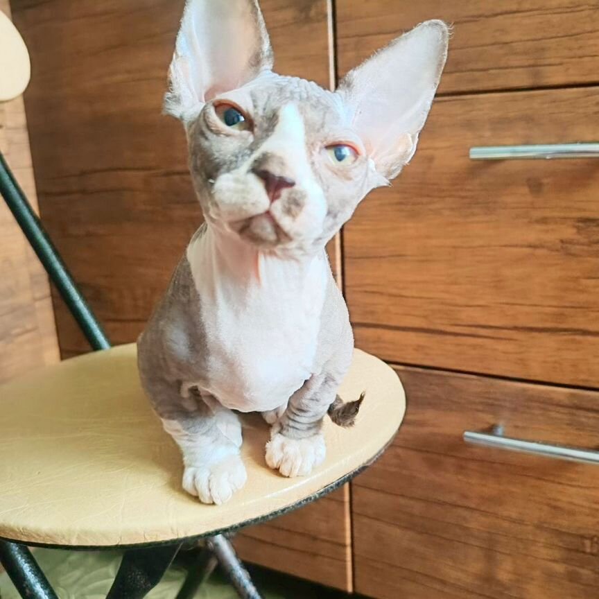 Кошка бамбино