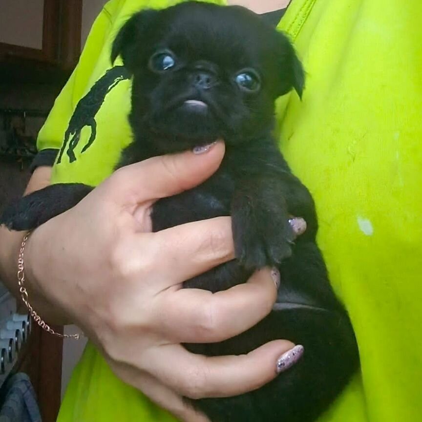 Черный мальчик пти-брабансон