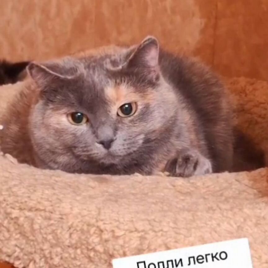 Кошечка в добрые руки