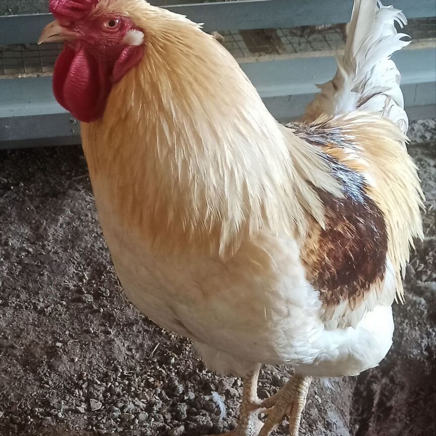 Петушок взрослый