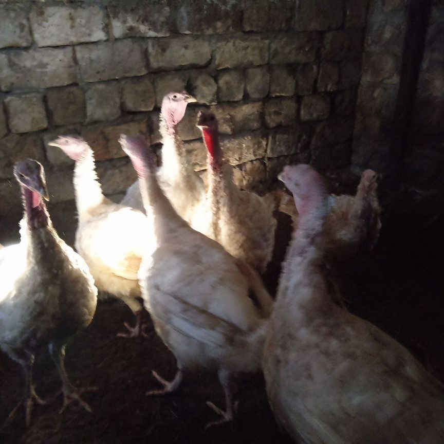 Индюки живым весом