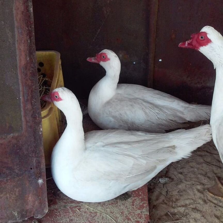 Утки шипуны