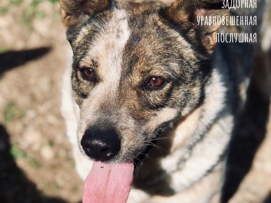 Моника в добрые руки