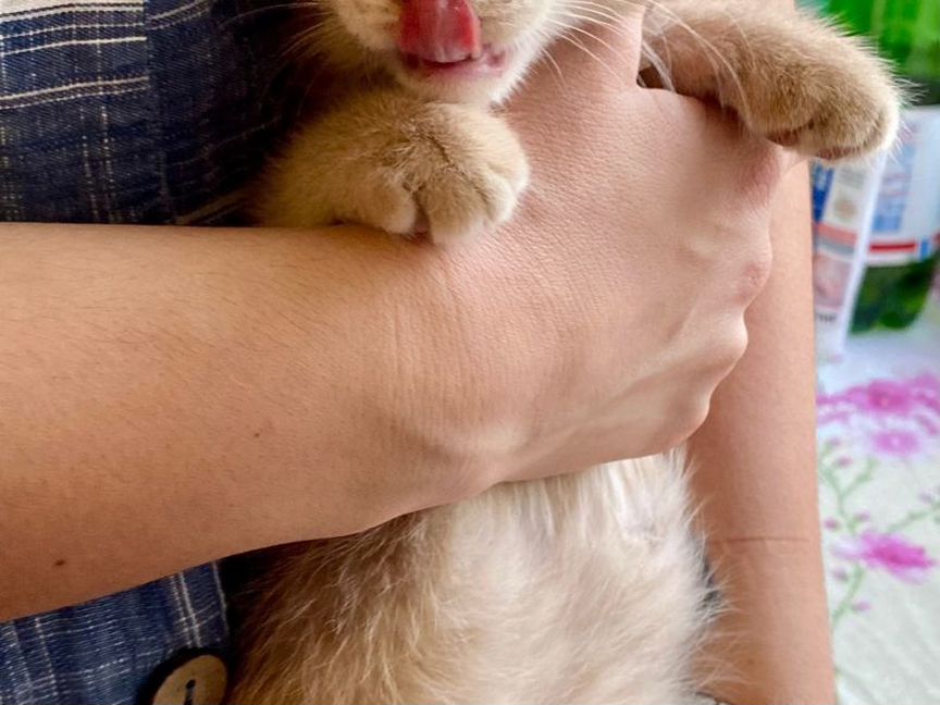 Красавчик котёнок Кеша