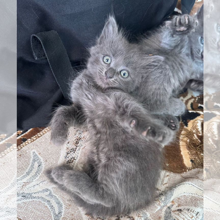 Котята в добрые руки бесплатно