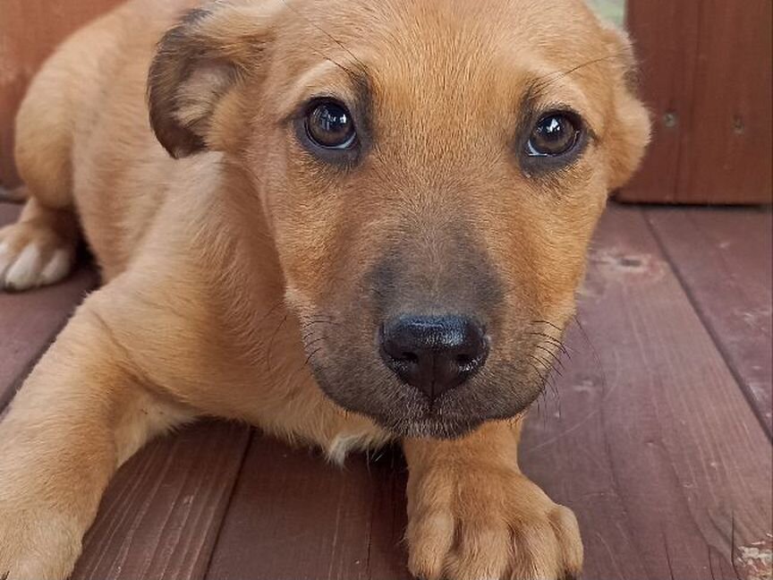 Щенки коротколапики ищут дом
