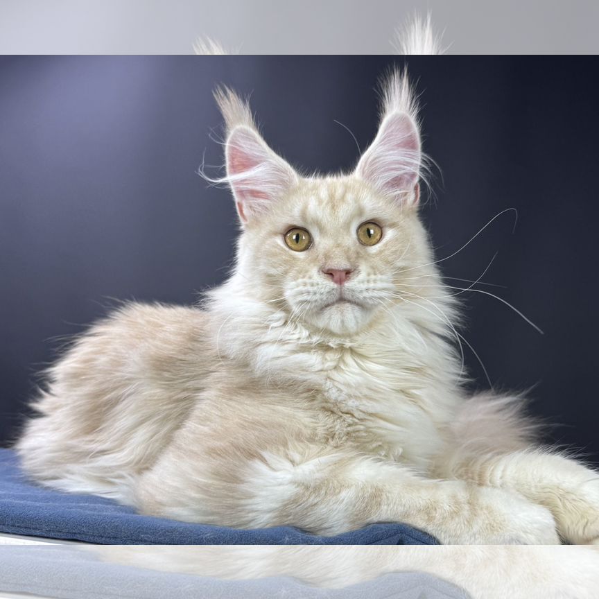 Мейн-кун котёнок