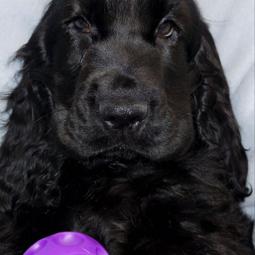 Щенки Английского кокер спаниель. С документами