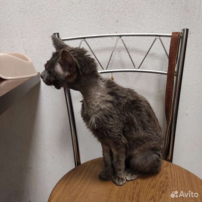 Кот, который хочет жить