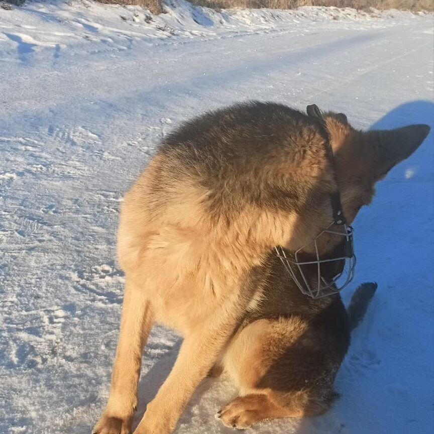 Овчарка в охрану