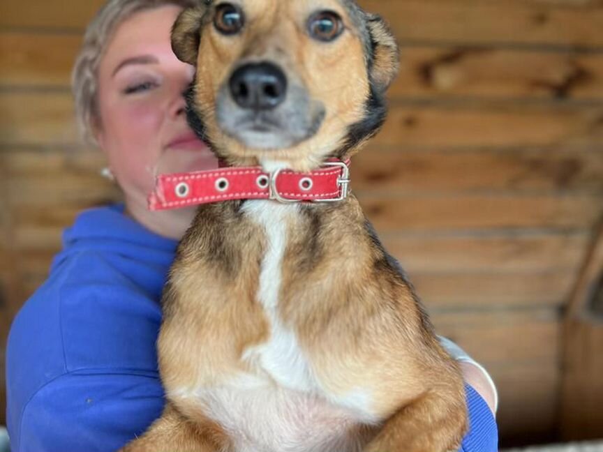 Совсем юный пёсик Ёжик. Приют Некрасовка