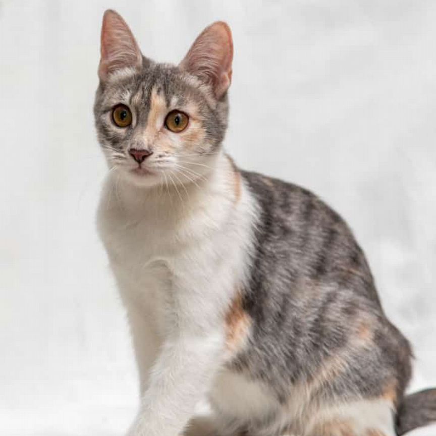 Котенок в добрые ручки