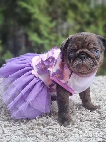 Мопс мрамор с голубыми глазами