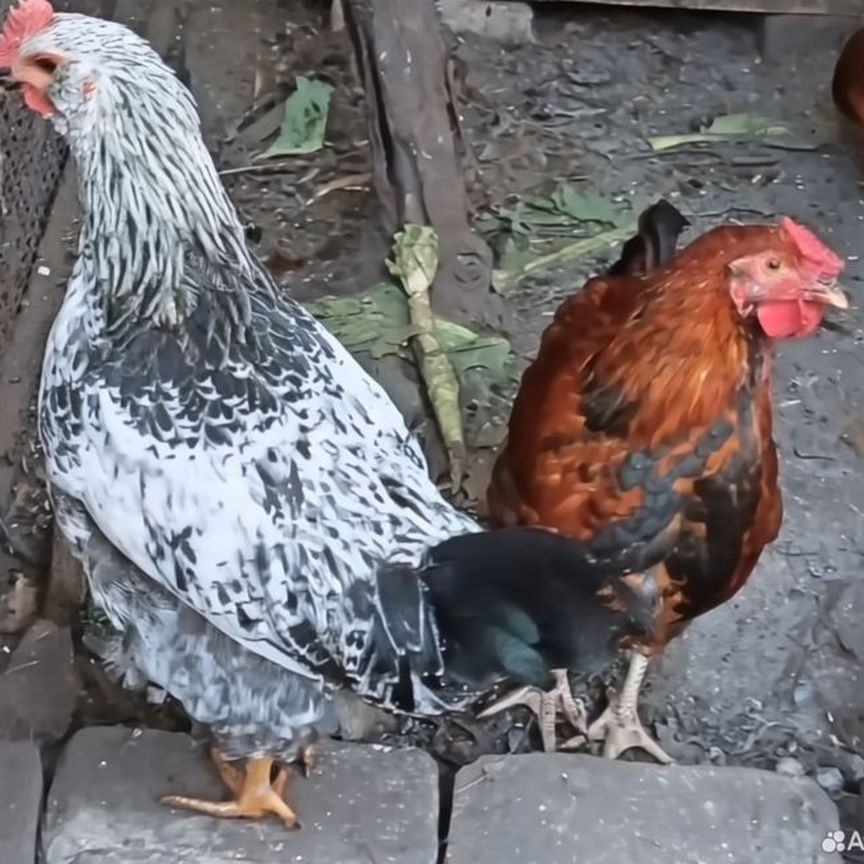 Молодые петушки