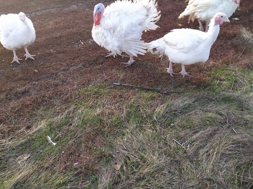 Мясо индейки