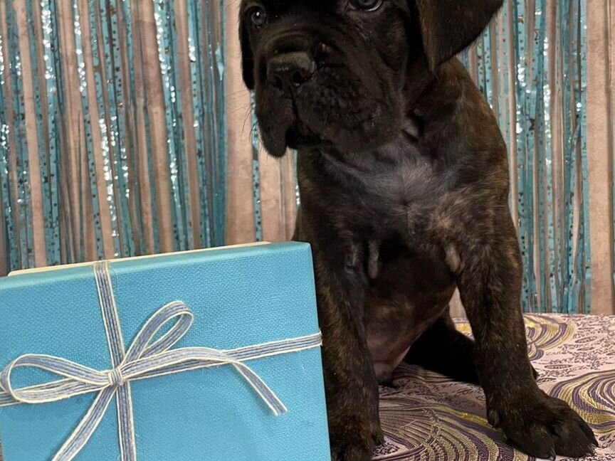 Щенки Кане-Корсо, документы РКФ (есть доставка)