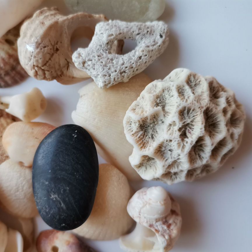 Морские кораллы и ракушки