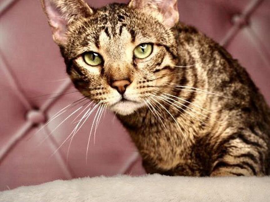 Кошечка саванна