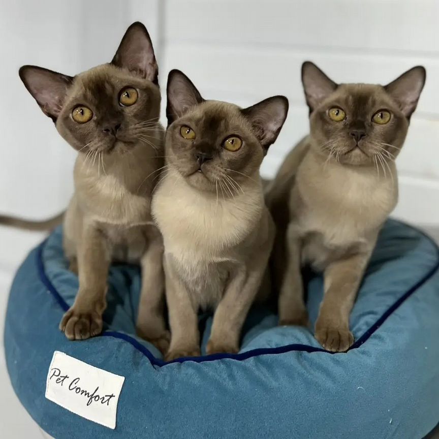 Европейский бурманский котёнок