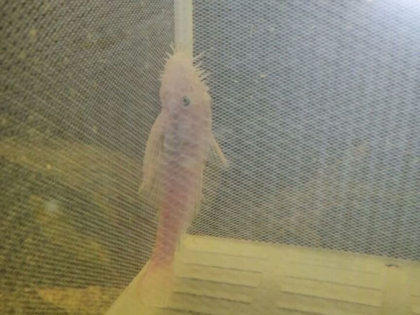 Номерной сом l144 snow-white, пара