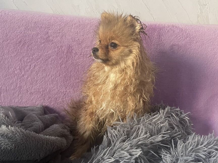 Померанский шпиц