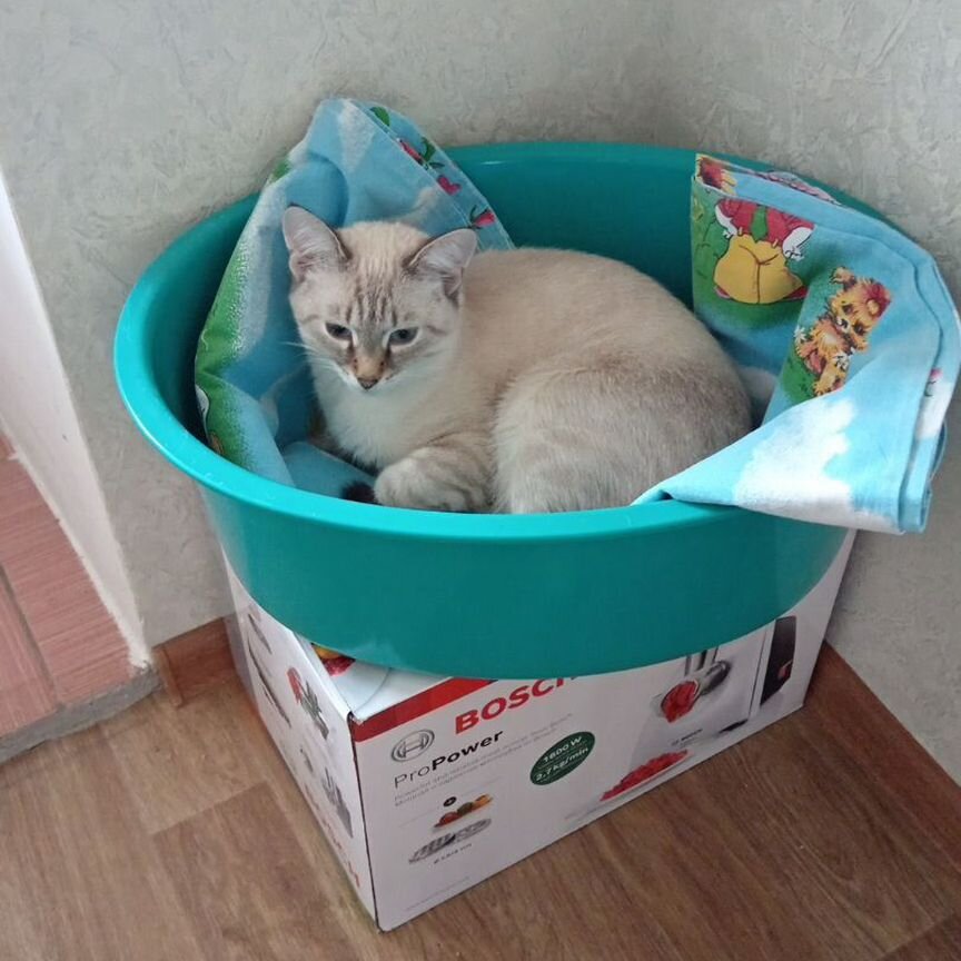 Тайский котенок мальчик