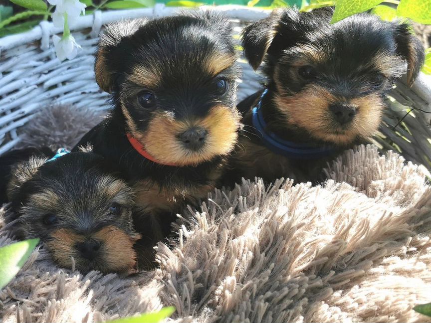 Щенки йорка