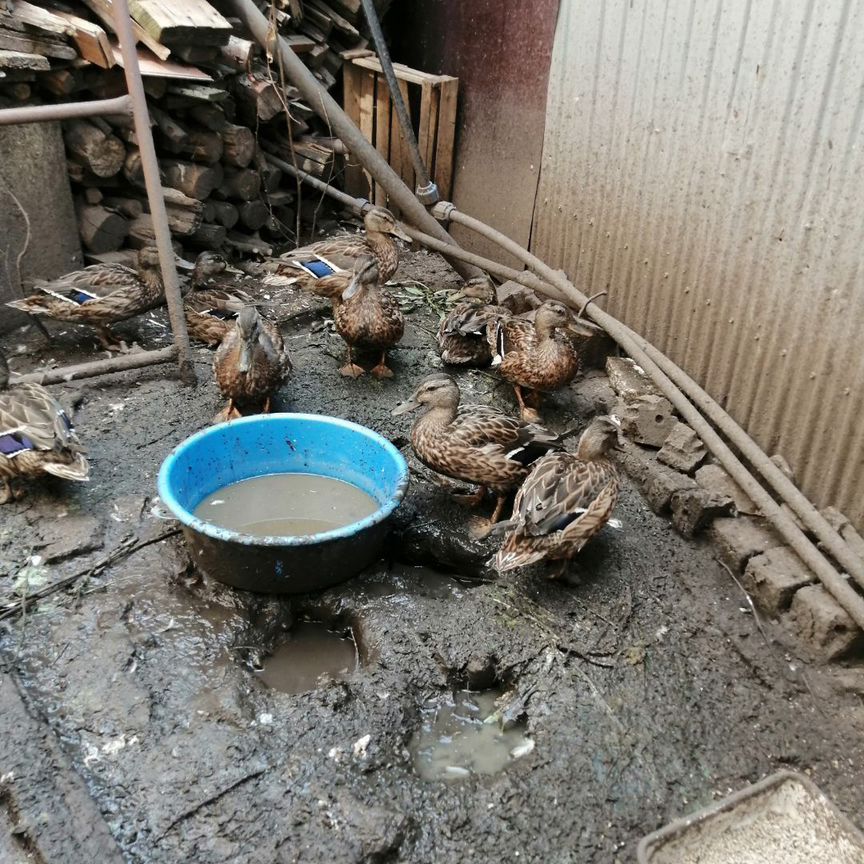 Продам утку и селезня кряква 10 штук