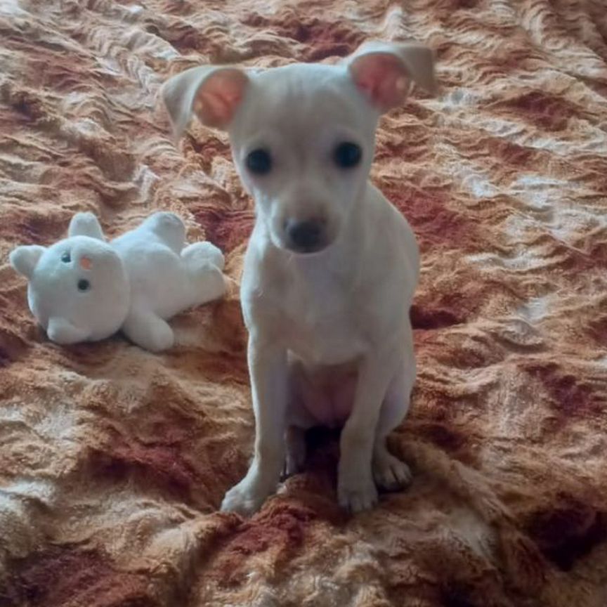 Русский той-терьер, щенок