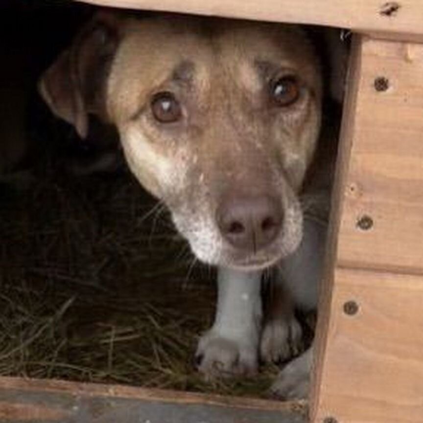 Взрослая собака в добрые руки