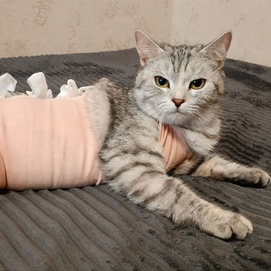 Кошечка в добрые ручки