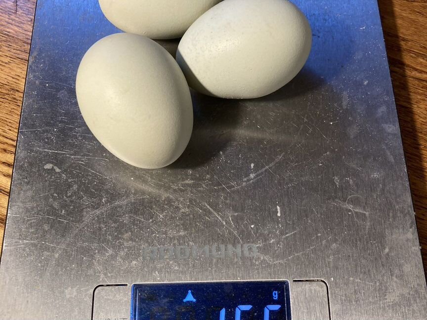 Инкубационное яйцо