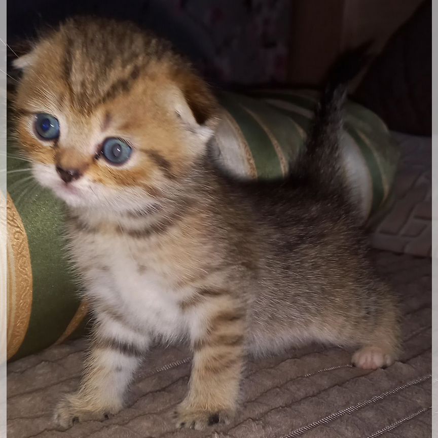 Шотландские котята